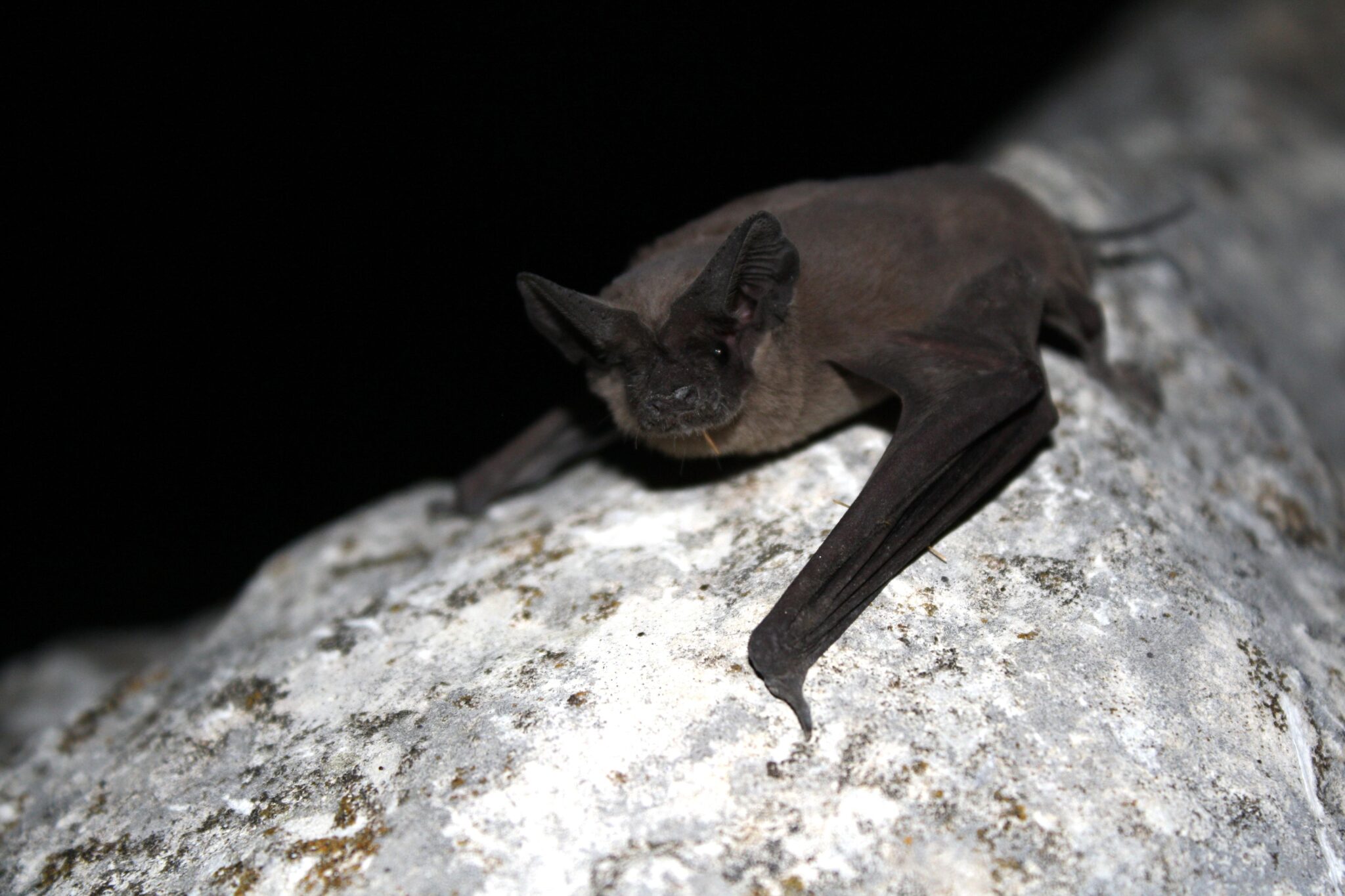 We're Going to Bat for the Corridor's Bats! - Live Wildly