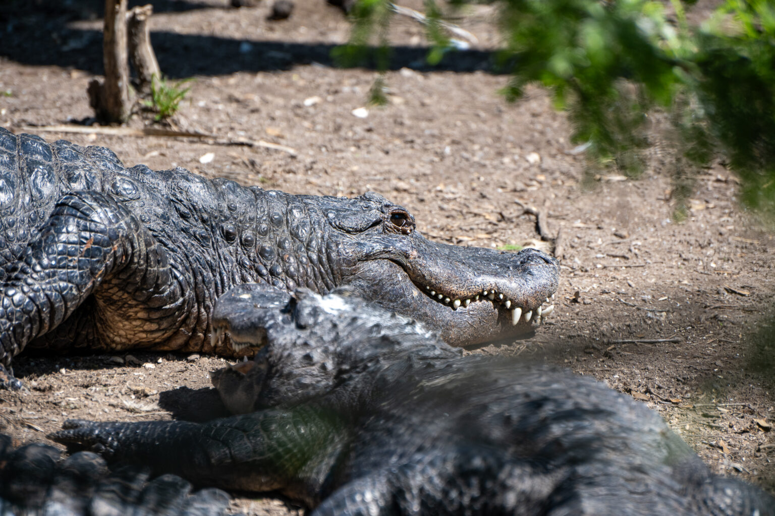 Wild Adventures at the St. Augustine Alligator Farm - Live Wildly