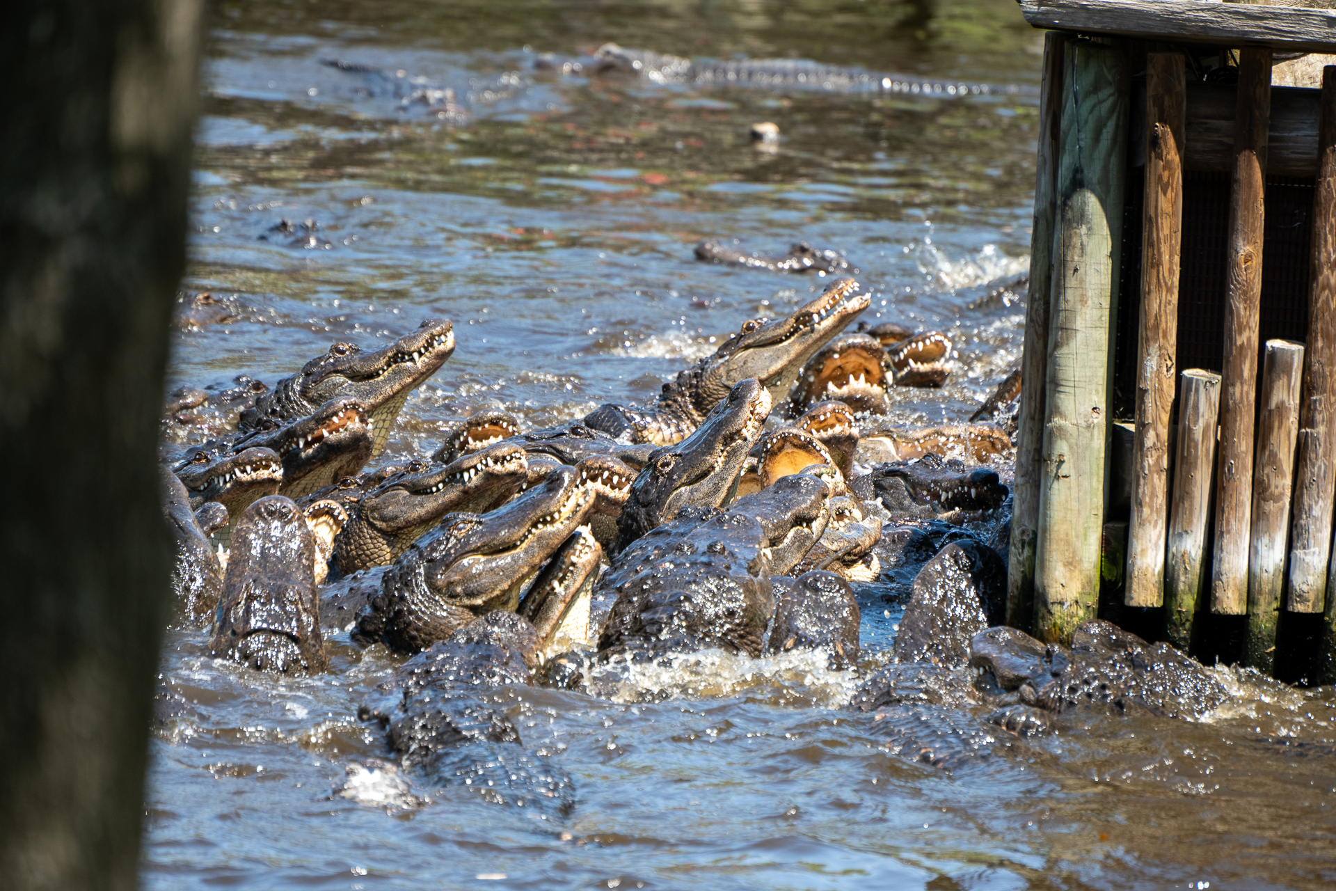 Wild Adventures at the St. Augustine Alligator Farm - Live Wildly