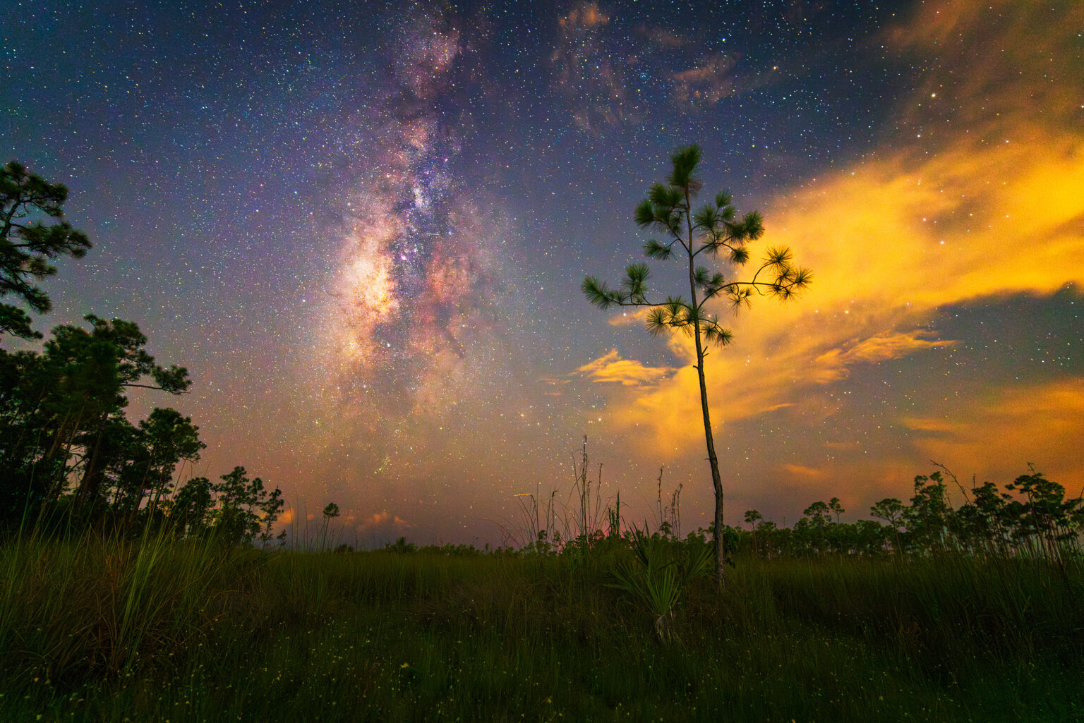 Exploring the Night Sky in Wild Florida - Live Wildly