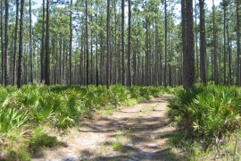 Goethe State Forest - Live Wildly