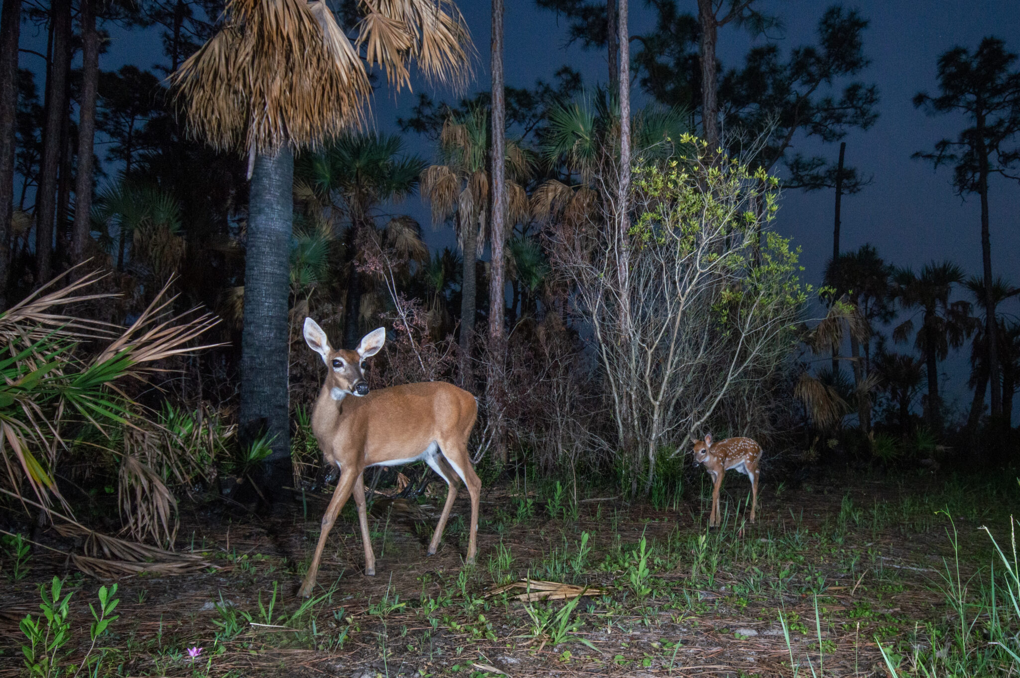 Unseen Florida: Revealing the Secrets of Florida Wildlife - Live Wildly