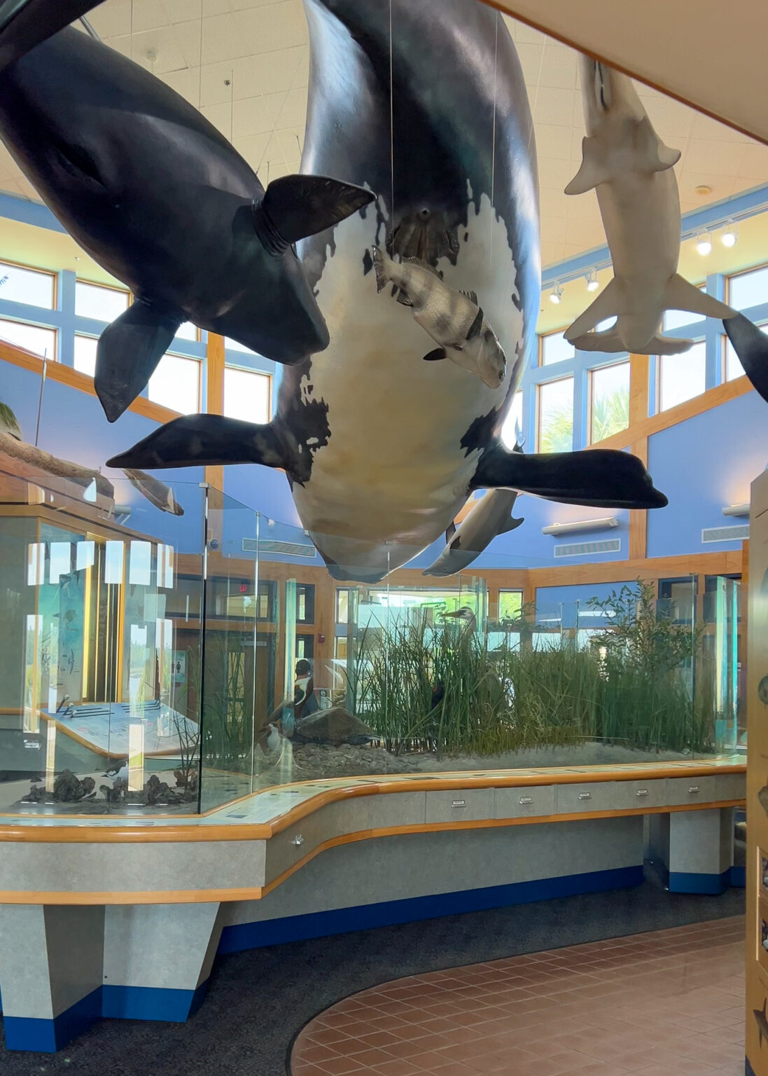 The Wild Wonders of Guana Tolomato Matanzas National Estuarine Research ...