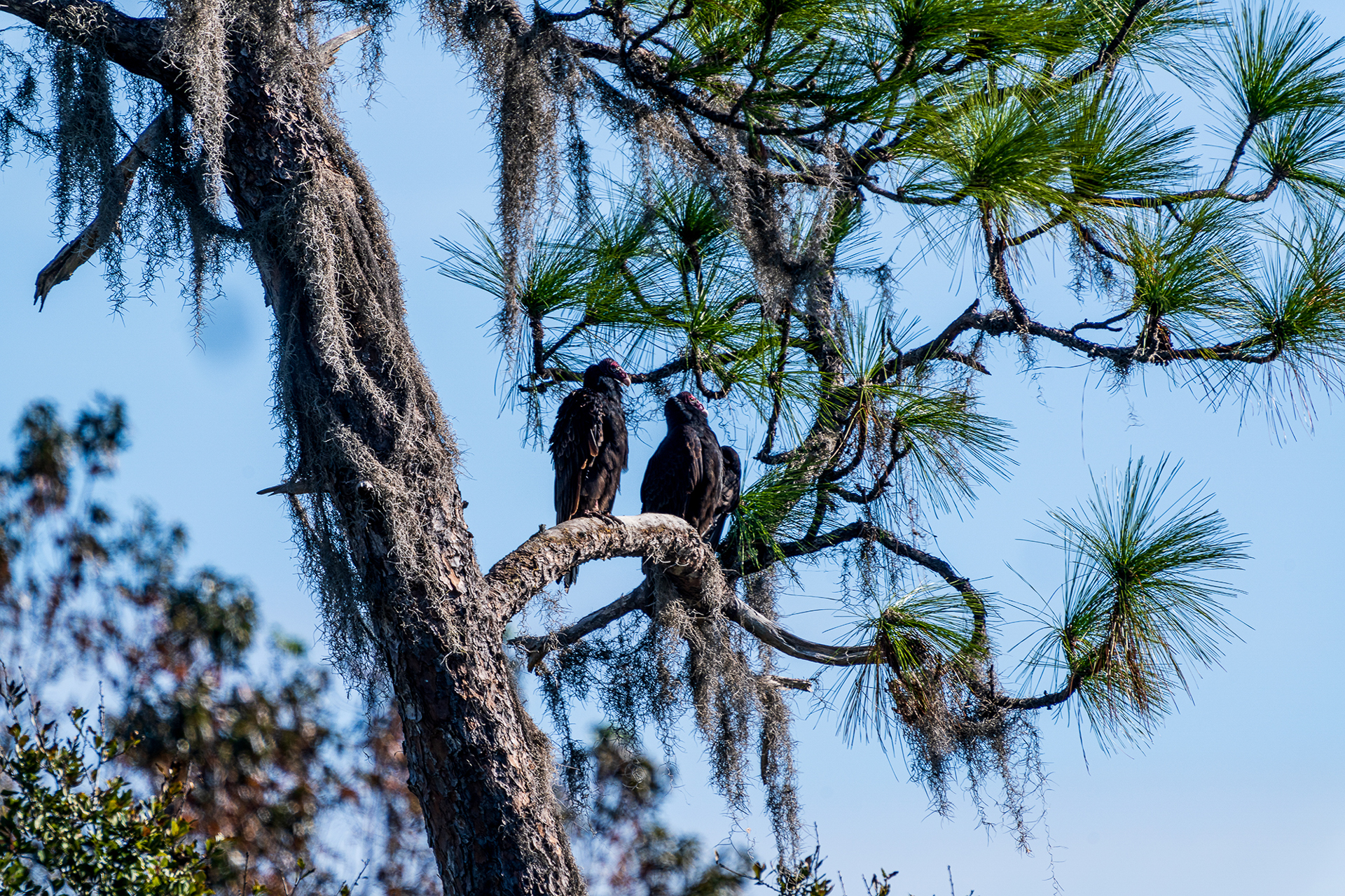 Epic Swamp Buggy Adventure at Disney Wilderness Preserve - Live Wildly