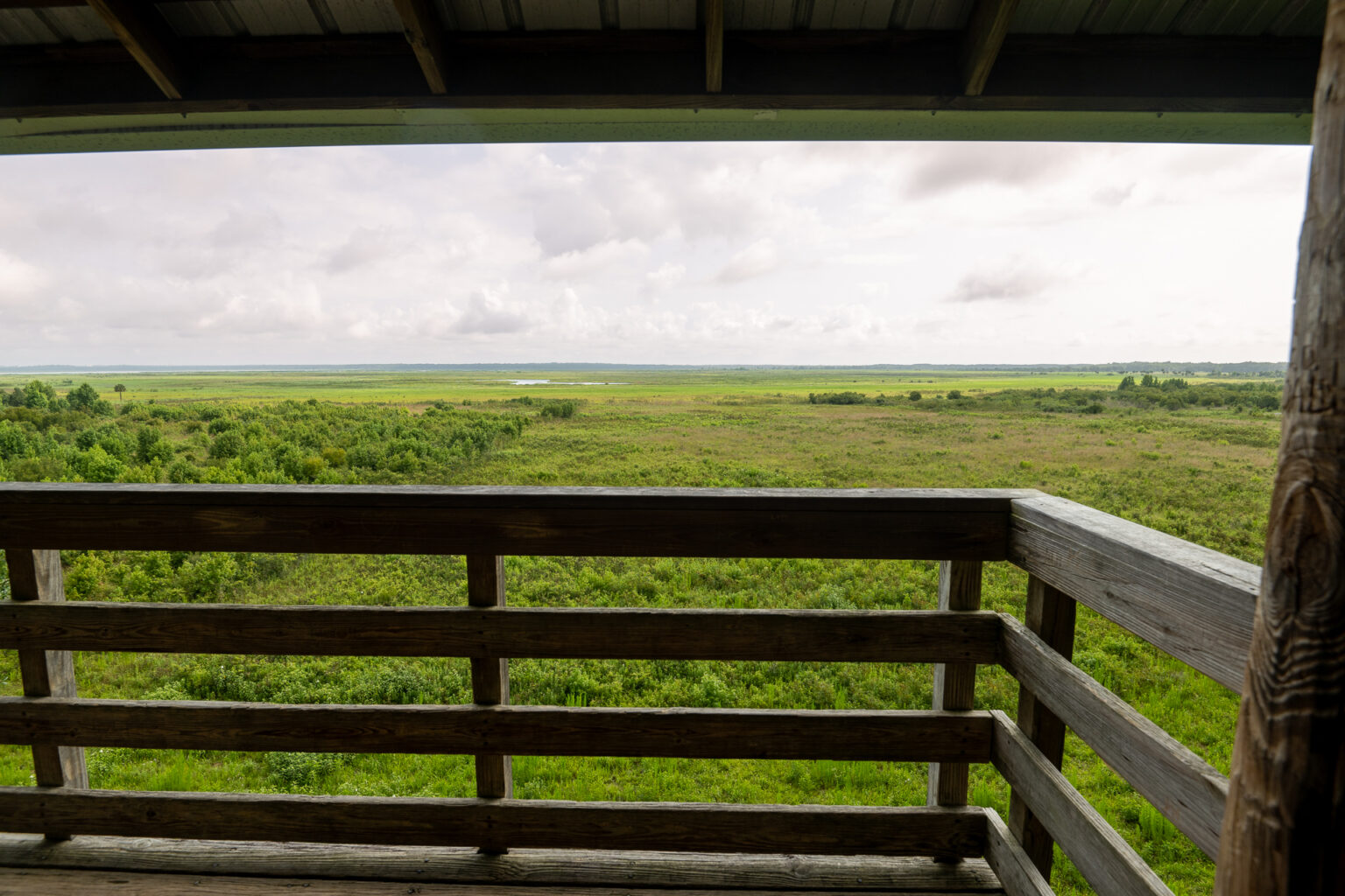 5 Ways to Discover the Wonders of Paynes Prairie Preserve State Park ...