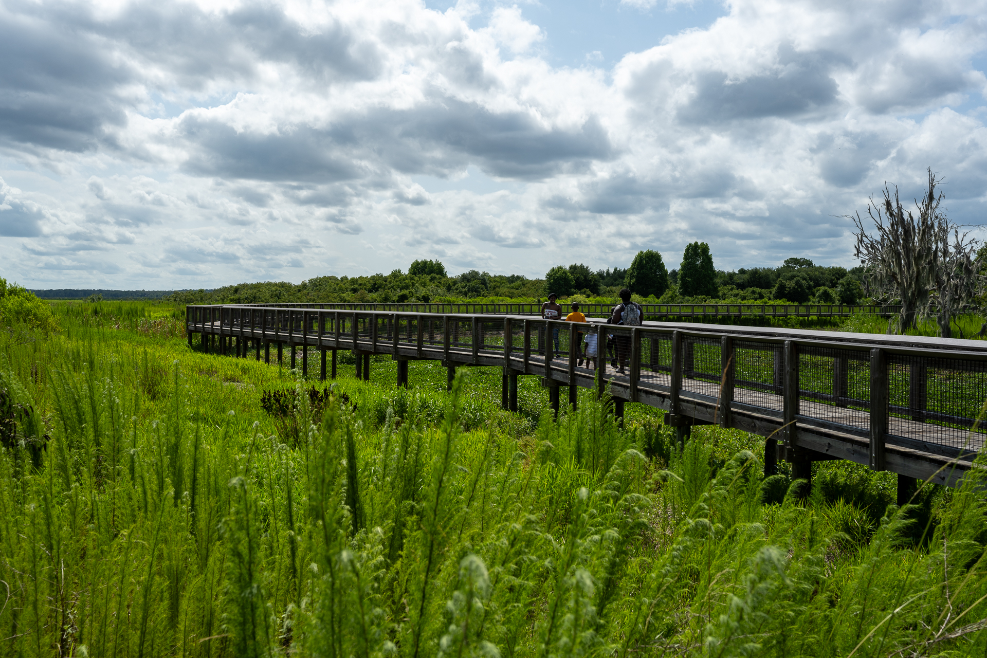 5 Ways to Discover the Wonders of Paynes Prairie Preserve State Park ...