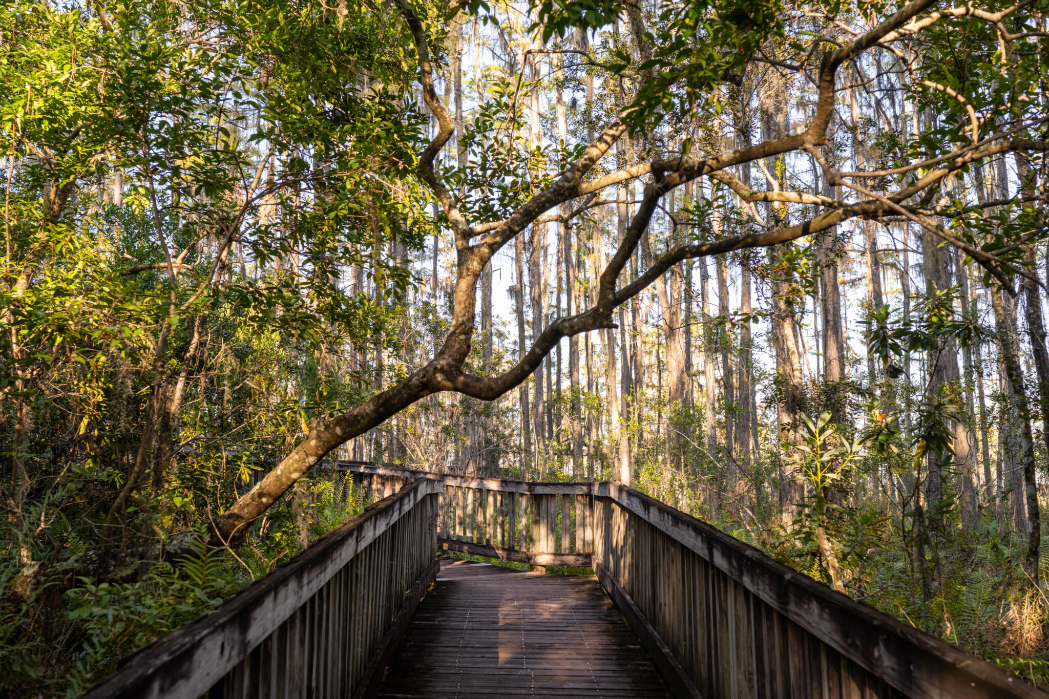 12 Family Hiking Trails in Wild Florida - Live Wildly
