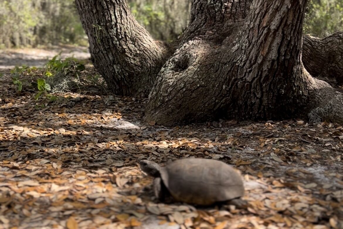 Here’s How You — Yes, You! — Can Help Protect Florida’s Wildlife - Live ...