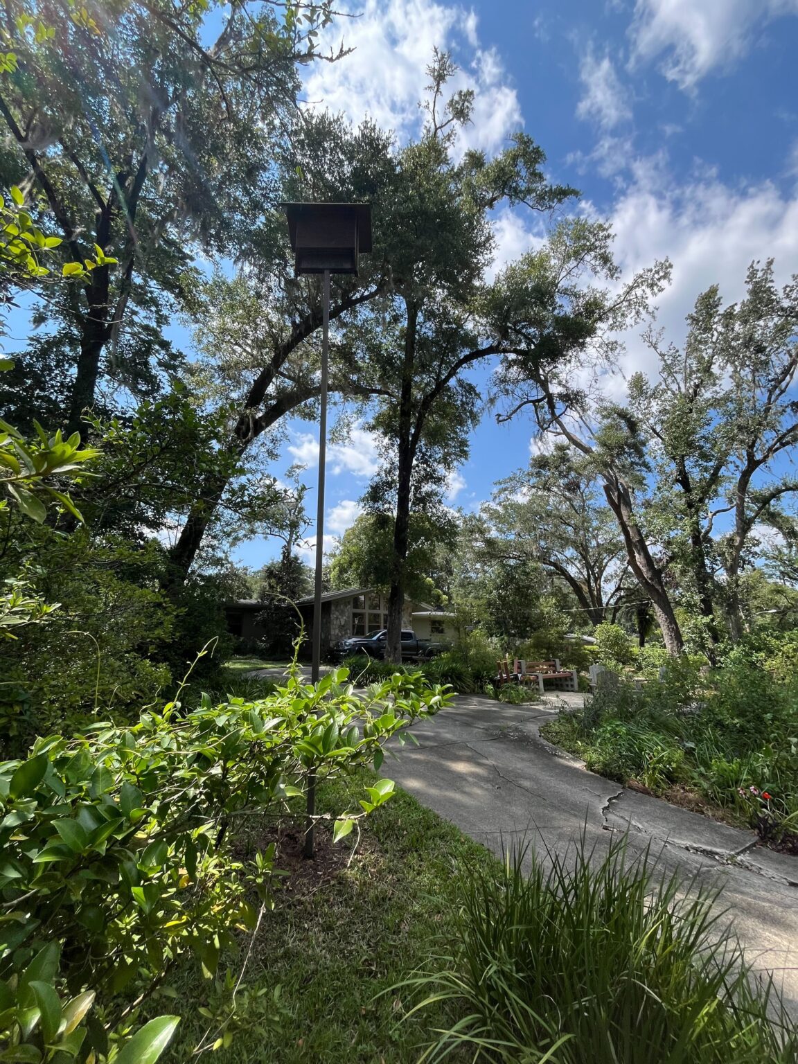 After Tornadoes, Bats Find New Home in Tallahassee Bat House - Live Wildly