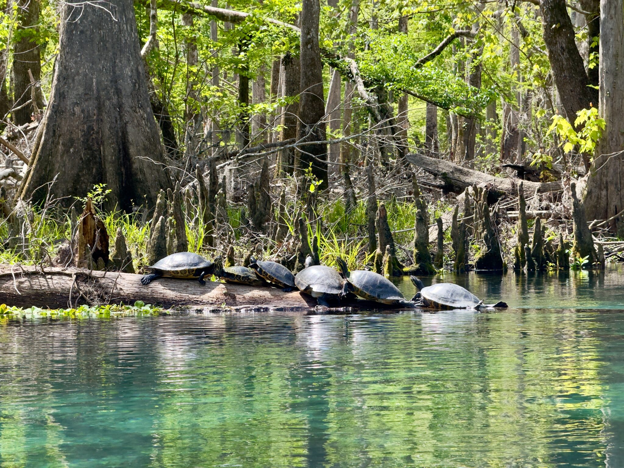 Ichetucknee Springs State Park: Florida’s Tubing and Paddling Paradise ...