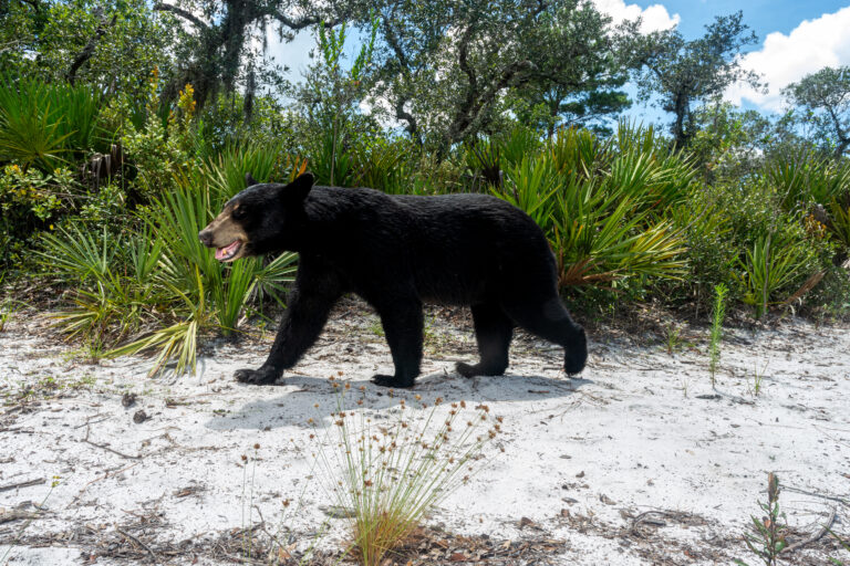 Introducing Live Wildly Adventurists! - Live Wildly