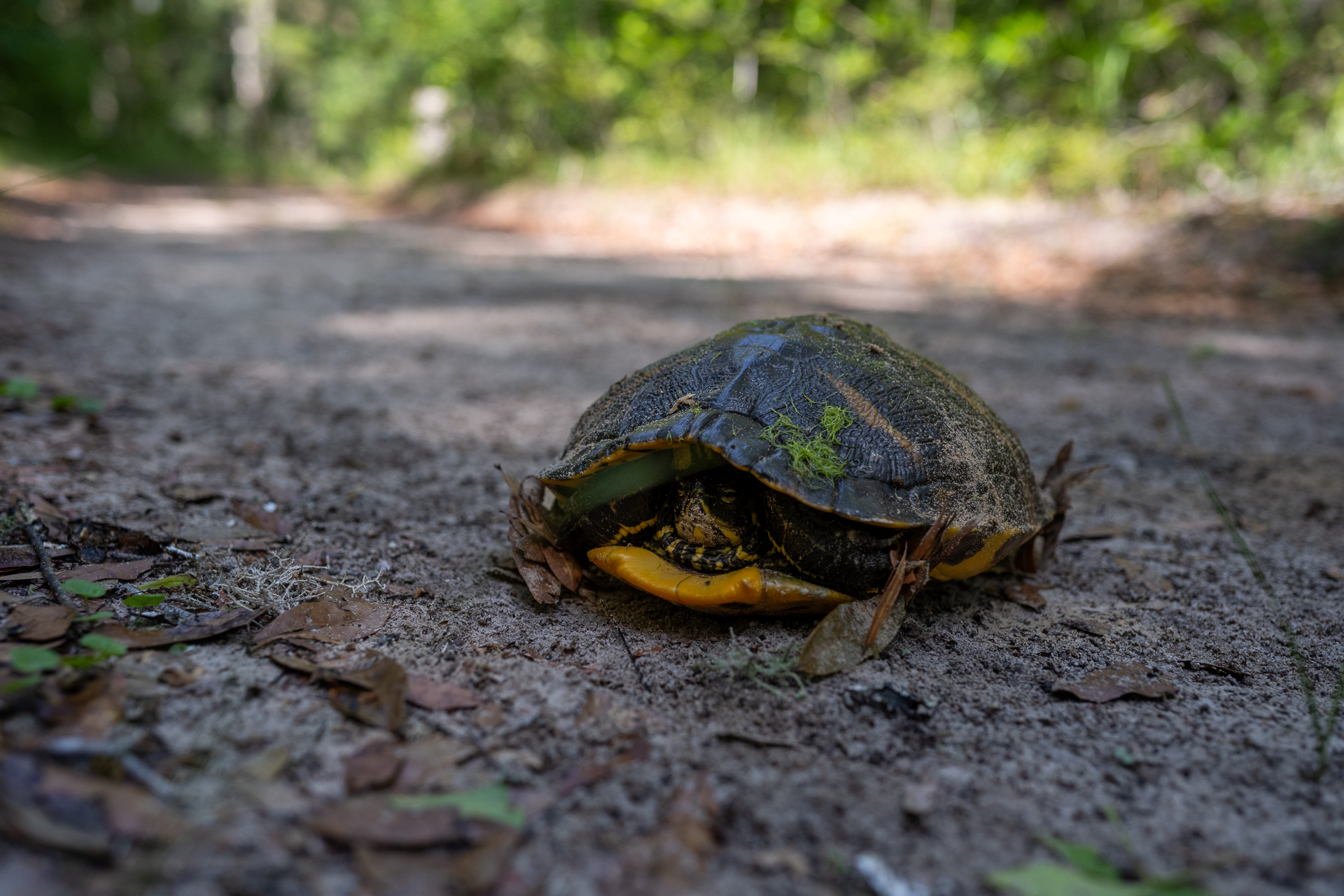 12 Family Hiking Trails in Wild Florida - Live Wildly