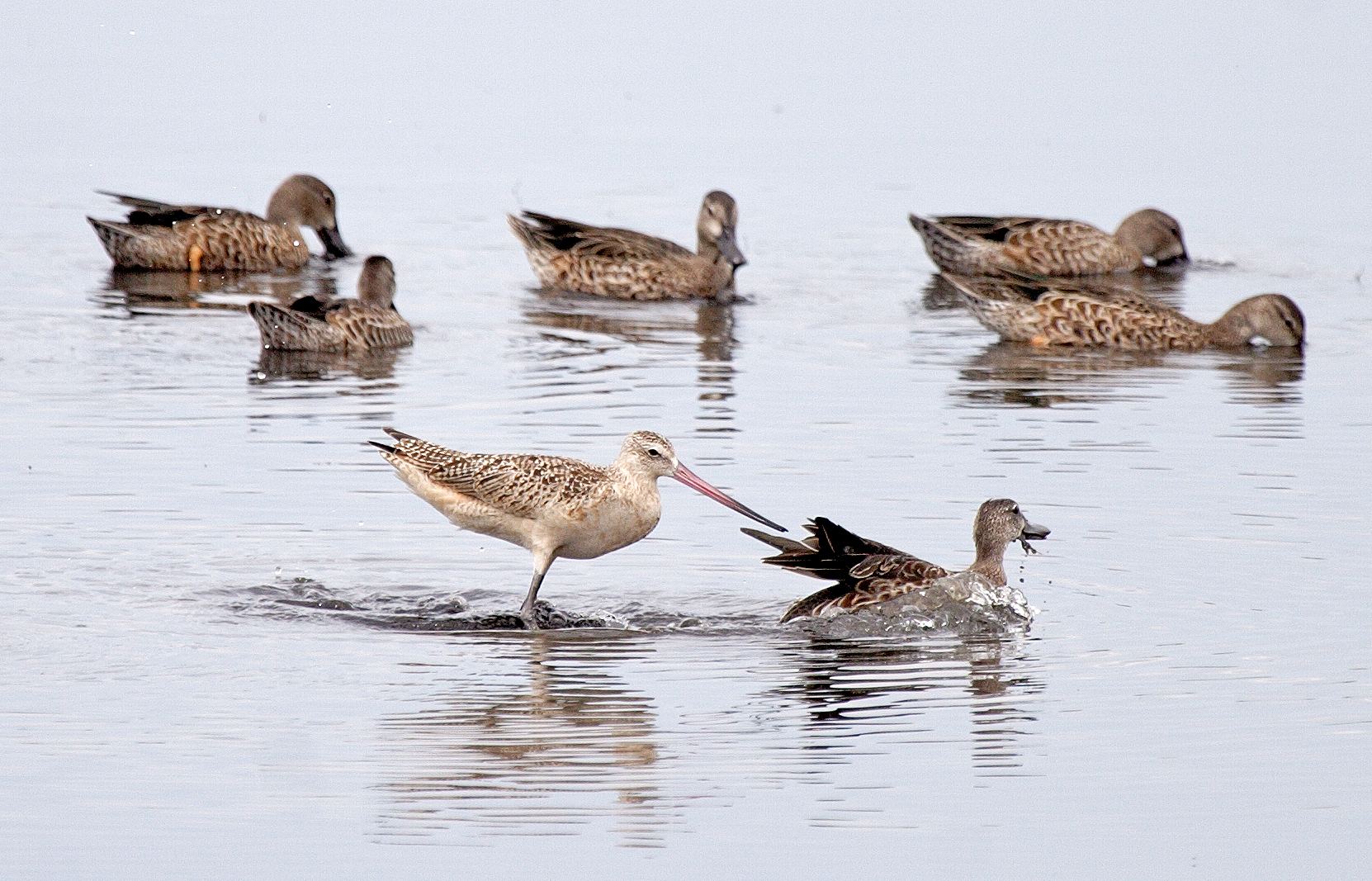 Meet the Real ‘Snowbirds’ of Florida - Live Wildly