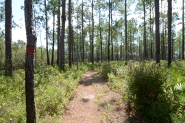 Pine Log State Forest - Live Wildly
