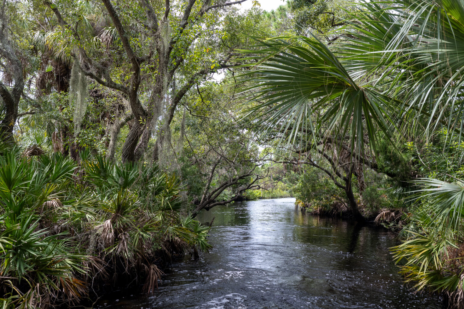 Adventure Guide to Werner-Boyce Salt Springs State Park: Explore Nature ...