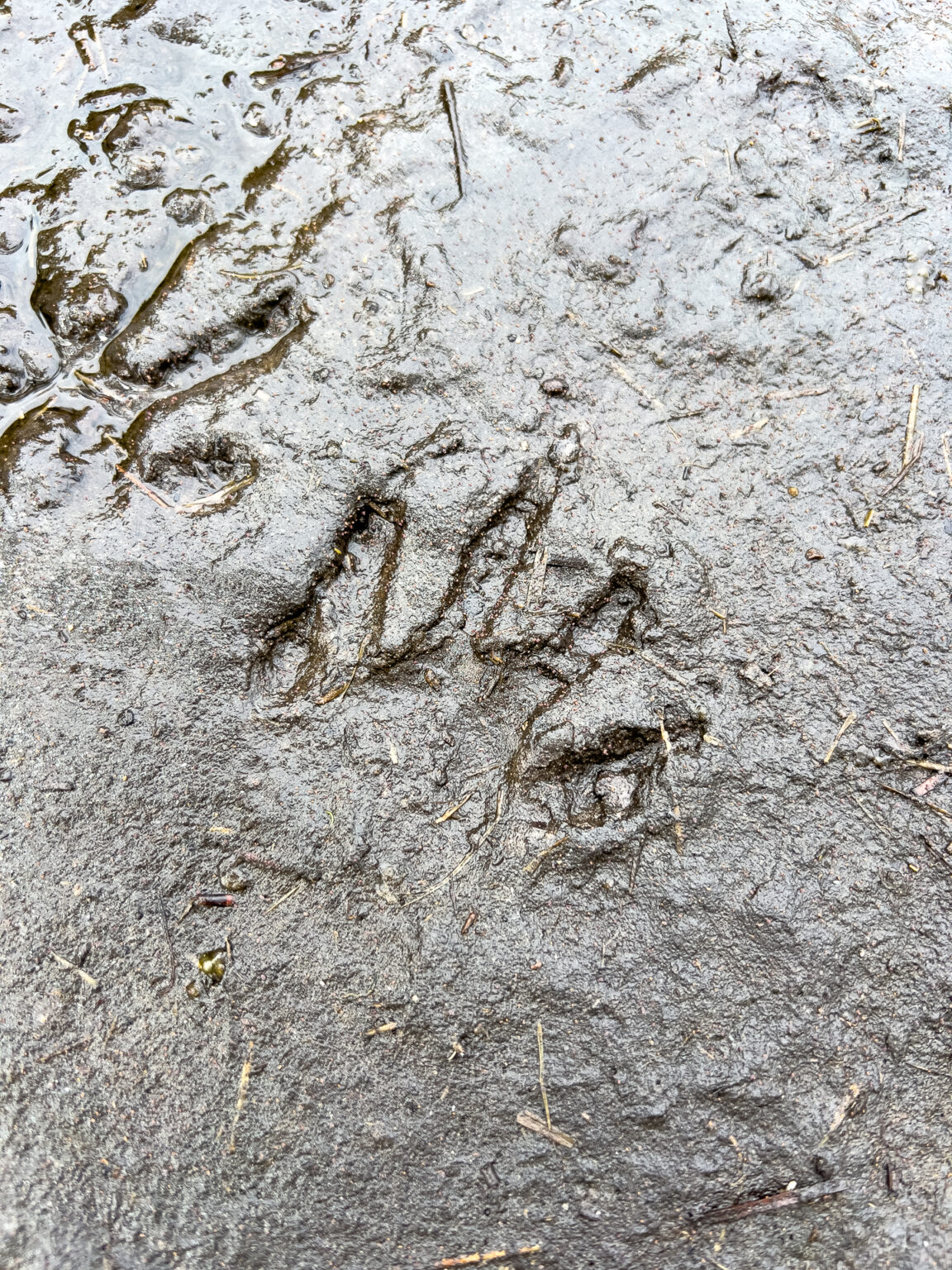Adventure Guide to Werner-Boyce Salt Springs State Park: Explore Nature ...